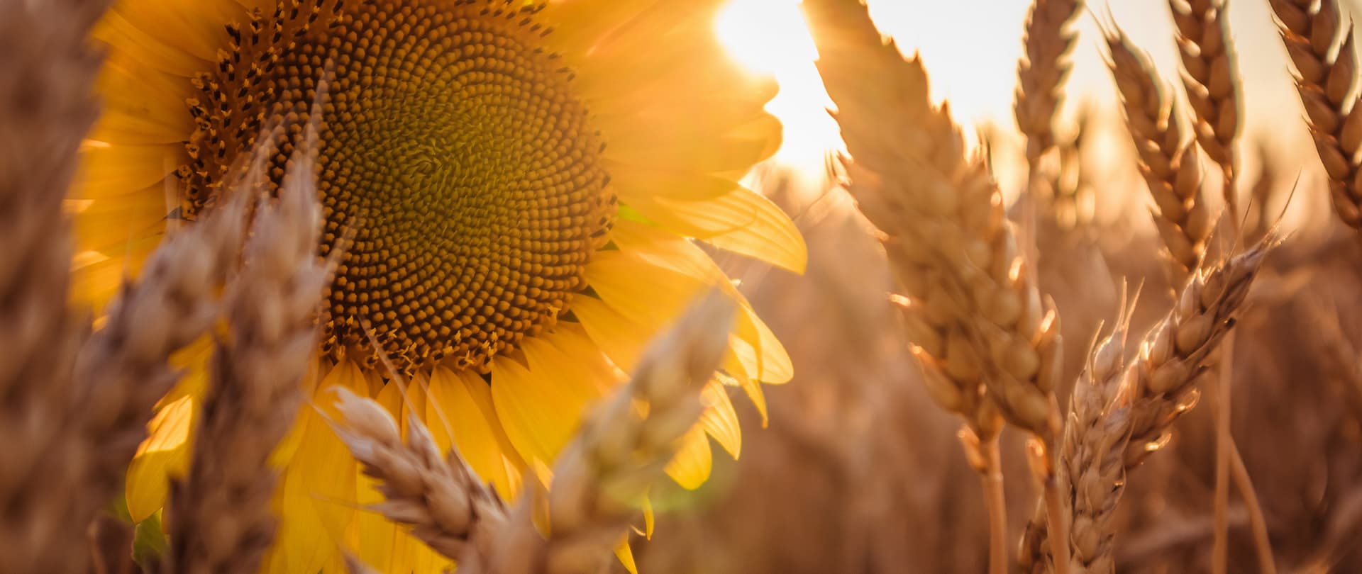 Top 5 crops to grow in 2025 for maximum profit – Heinlein Foods USA INC.